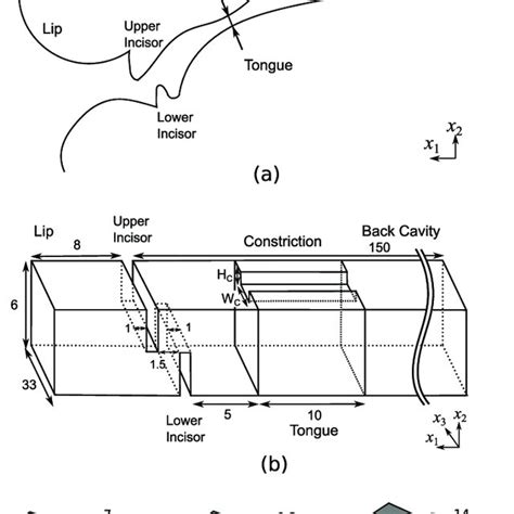 Color Online Simplified Vocal Tract Model The Mid Sagittal Plane Of Download Scientific