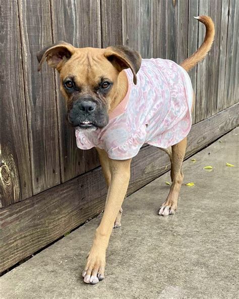 Pippa Ch Boxer Rescue
