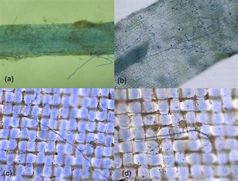Root Am Colonization Of White Clover A And Trifoliate Orange B And