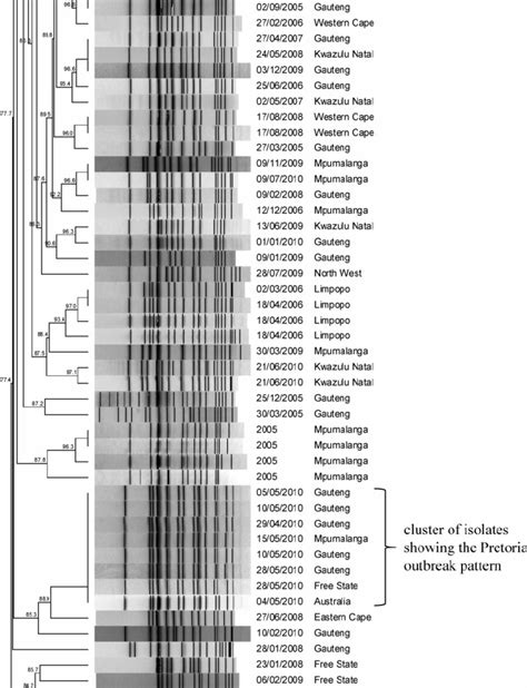 Section Of A Dendrogram Of Pfge Fingerprint Patterns Xba I Digestion Download Scientific