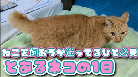 とあるネコの1日 YouTube