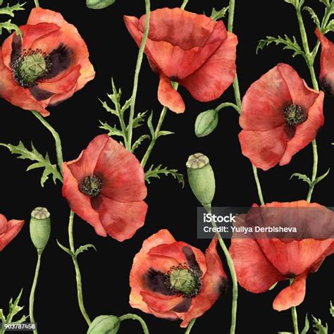 양 귀 비 꽃으로 수채화 완벽 한 패턴입니다 손으로 그린 꽃 그림 꽃 잎 씨앗 캡슐와 검은색에 고립 된 지점 디자인 인쇄 및