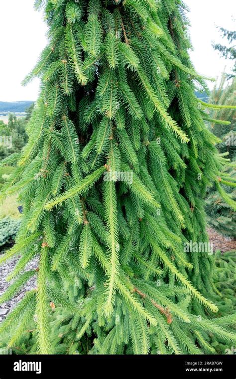 Pendulous Spruce Picea Abies Inversa Weeping Branches Tree Stock