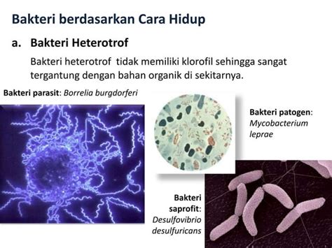Bab 3 Archaebacteria Dan Eubacteriapptx Free