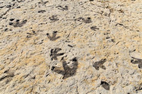 Trace Fossils Dinosaur Footprints