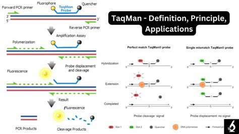 Taqman Probe Definition Principle Applications Biology Notes Online