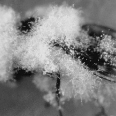 Sporulation Of Beauveria Bassiana On An Adult Shore Fl Y Cadaver
