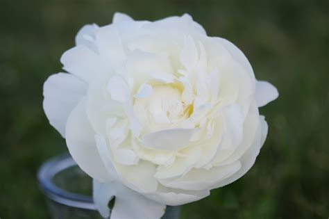 Elsa Sass Peony Roots – Third Branch Flower