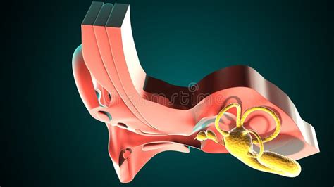 Semicircular Canals Loop Stock Illustrations 30 Semicircular Canals