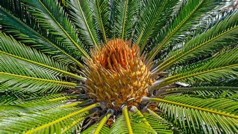 Sago Palm Tree Sago Palm For Sale Palm Trees Lively Root