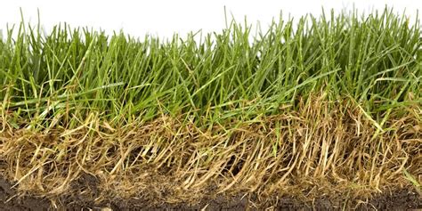 Dethatching St Augustine Grass