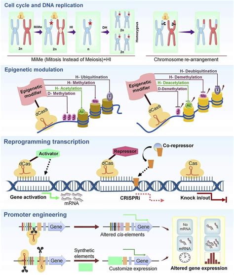 Crispr Engineering Of Dna Related Processes‼ Crispr Tools Can Be Used To Manipulate The Cell