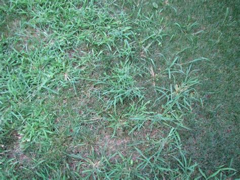 Wheat Grass Lawnsite™ Is The Largest And Most Active Online Forum