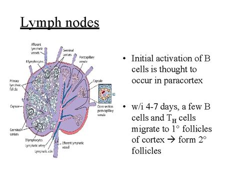 Secondary 2 Lymph Organs Ranges From 1 Diffuse