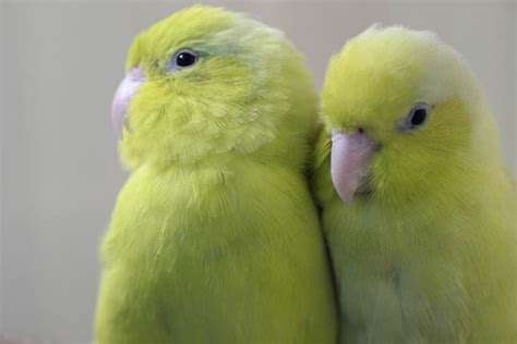 Do Birds Like Music Earth Life