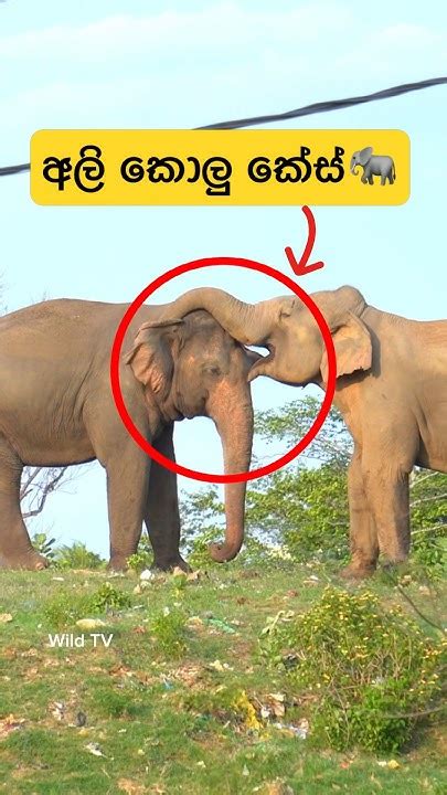 Elephants Male Love 🙃🐘shorts Shortvideo Elephant Wildlife Attack