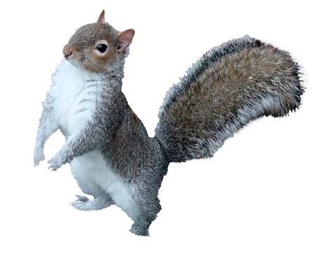 Collection Of Squirrel Png Hd Pluspng