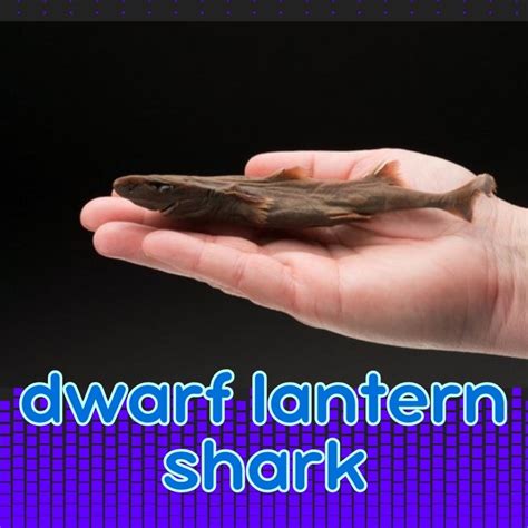 Dwarf Lantern Shark Habitat