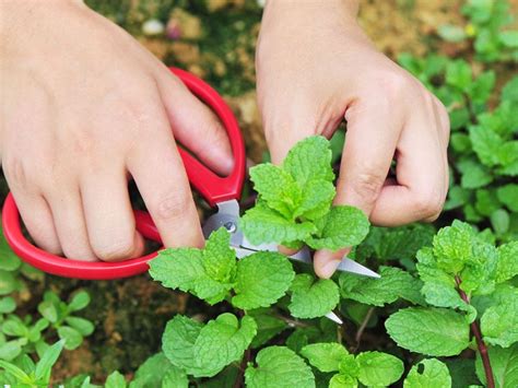 Nane Nasıl Hasat Edilir