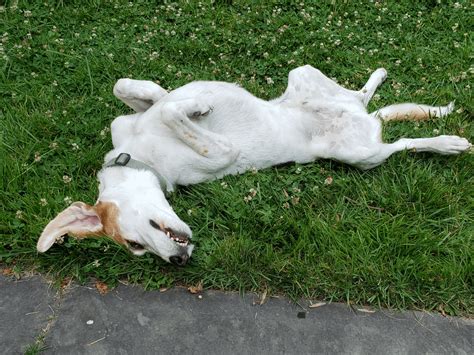 We Still Doing Coonhound Grass Olympics Rcoonhounds