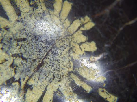 根尾 菊花石 いろいろな花 石に咲く花 根尾谷 菊花石