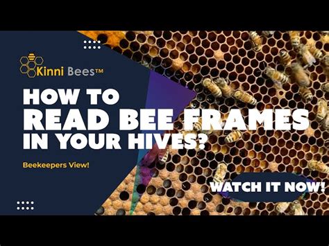 How To Read Bee Frames In Python