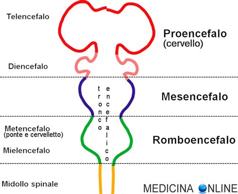 Differenza Tra Proencefalo Mesencefalo Romboencefalo Telencefalo
