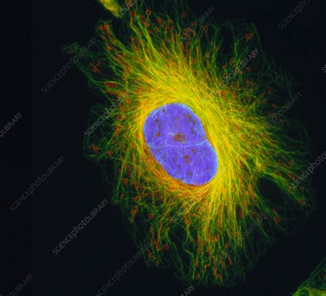 Fibroblast Cell Stock Image P7800085 Science Photo Library