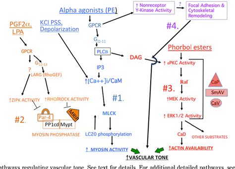 Vascular Smooth Muscle Contraction