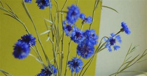 Beautiful Floweer Album On Imgur