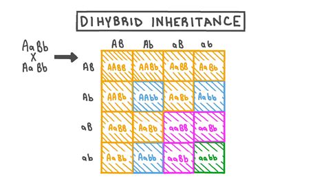 How To Cross A Dihybrid Punnett Square Free Worksheets Printable