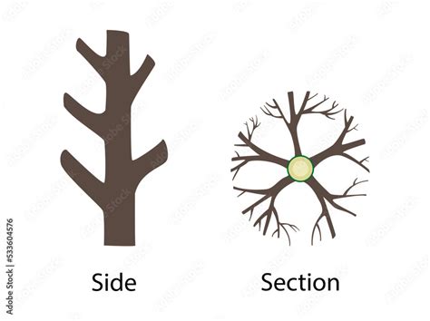 Illustration Of Landscape And Gardening Picture Of A Tree With Sides And Cross Section Tree