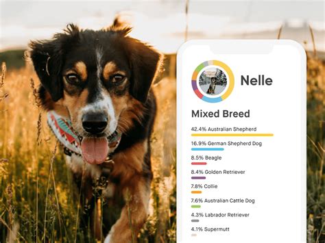 What Is A “supermutt” Embark Supermutt Definition Embarkvet