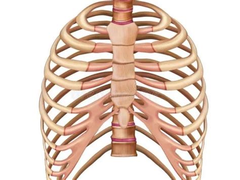 Qual O Nome Da Imagne A Cima Renata Almeida Quizur