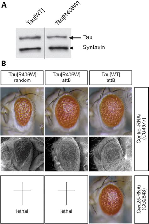 Silencing Cwc25 Has Different Effects On Flies Expressing Tau Wt Or