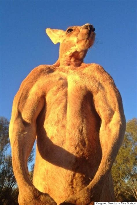 Meet Roger An Incredibly Buff Kangaroo That Crushes Buckets Huffpost