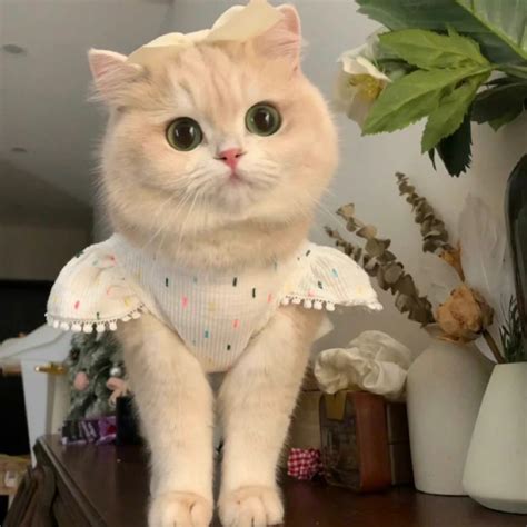 漂亮又可爱的猫猫狗狗头像图片大全 配图网