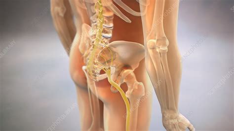 Sciatic Nerve Illustration Stock Image C0276856 Science Photo