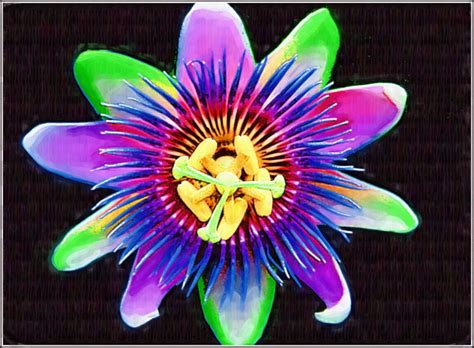 All This Is That Flower 52 Passion Flower