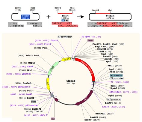 In Silico Cloning Of The Vaccine Construct Performed In E Coli K12