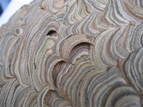 Wasp Nest Insect Art Wasp