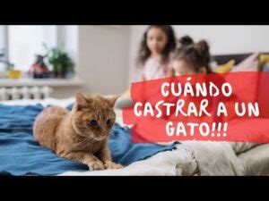 A Los Cuantos Meses Se Puede Castrar Un Perro Electricidad Pedreras