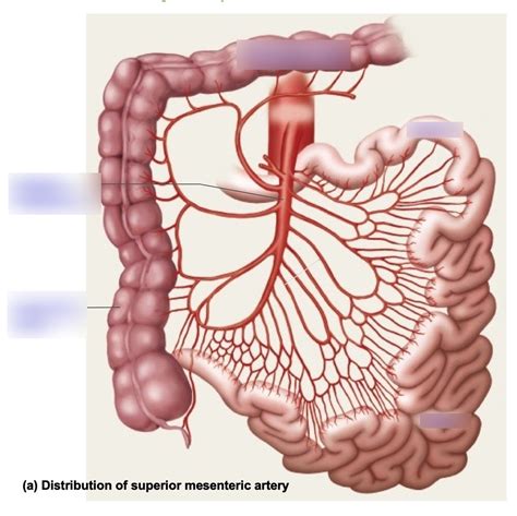 Superior Mesenteric Artery Diagram Quizlet