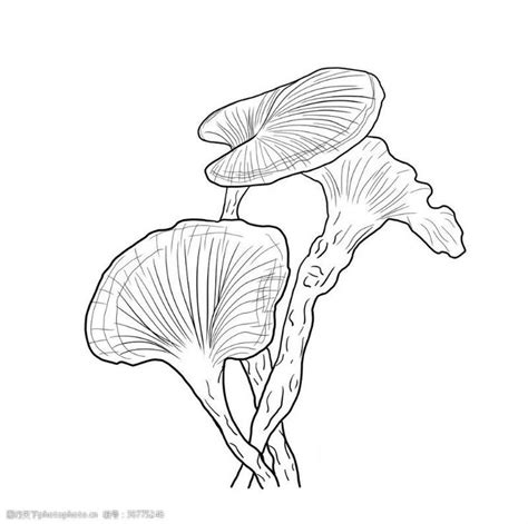 灵芝其他其他摄影图