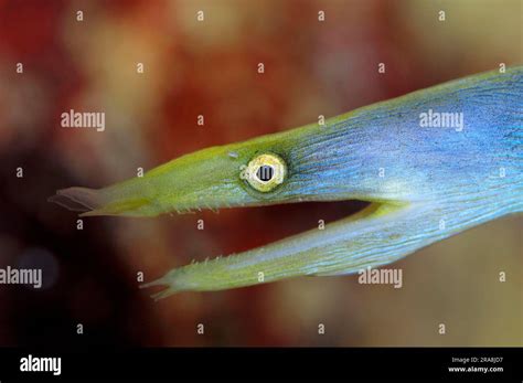 Nose Moray Ribbon Eel Rhinomuraena Quaesita Lateral Profile Stock