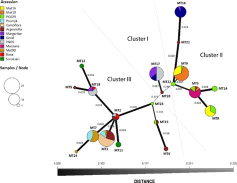 Minimum Spanning Network Representing The Identified Mitotypes Mt Download Scientific Diagram