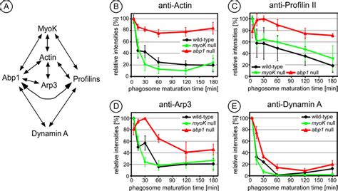 Absence Of Abp1 Alters The Maturation Profile Of Its Direct Binding