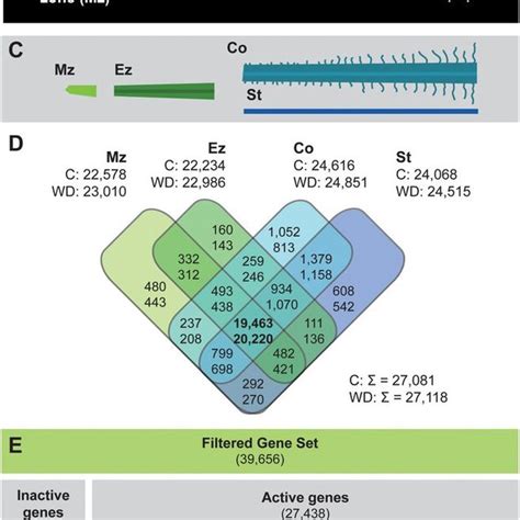 Maize Primary Root Tissues And Tissue Specific Gene Activity A Maize Download Scientific