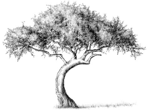 Pin By Daniel Nichols On Art References Tree Sketches Trees Drawing