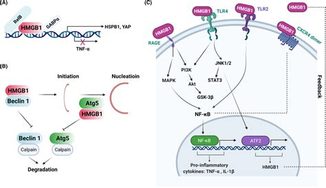 Schematic Diagram Of Hmgb1s Function In The Cytoplasm Nucleus And